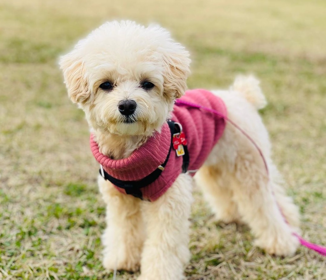 Maltipoo - inteligentna rasa i doskonały towarzysz | Petsitters