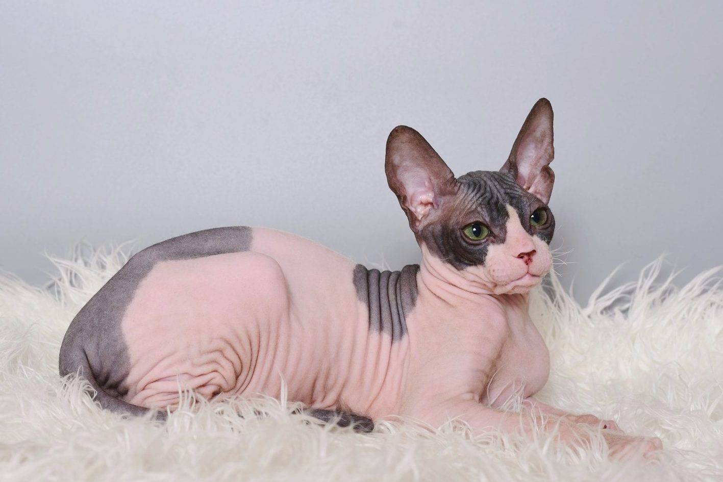 Doński sfinks i sfinks kanadyjski: porównanie dwóch ras | Petsitters