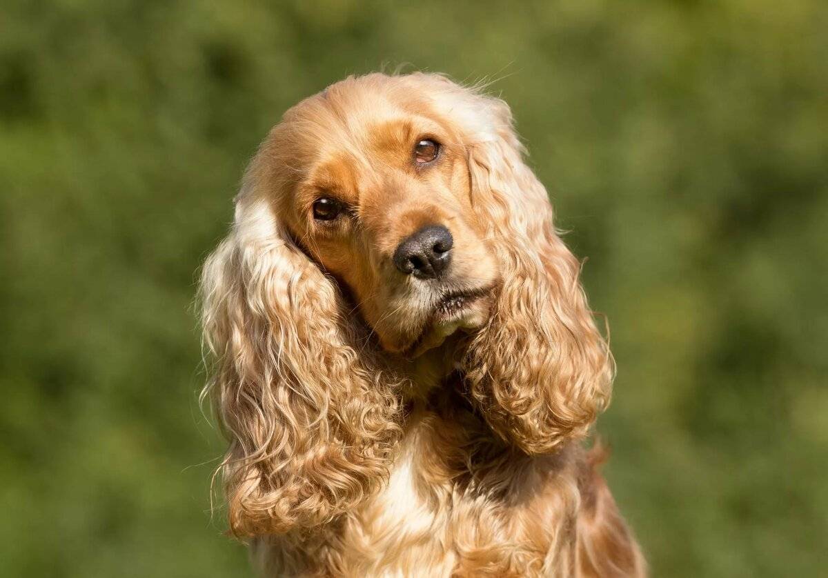 Cocker spaniel angielski - pies myśliwski czy domowy | Petsitters