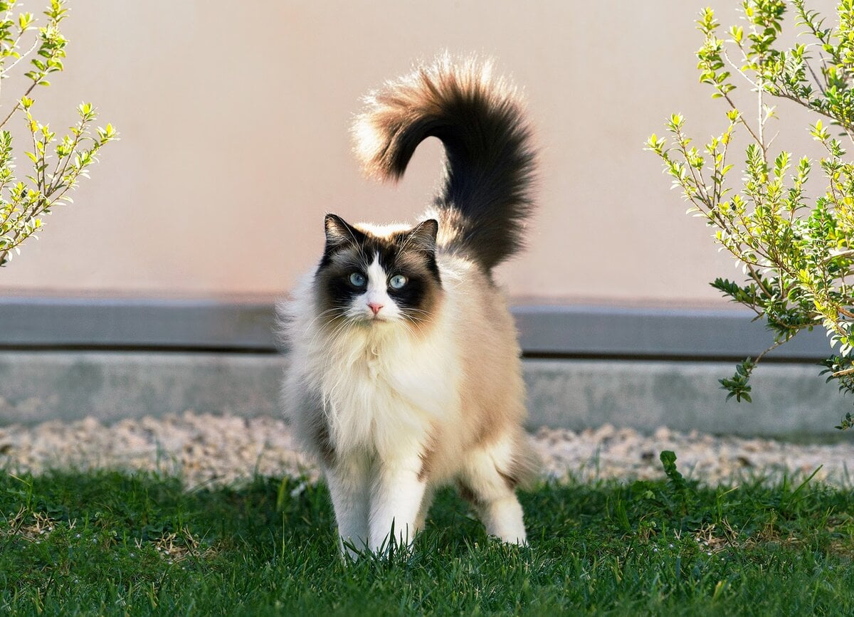 Cena i hodowla kotów rasy Ragdoll | Petsitters