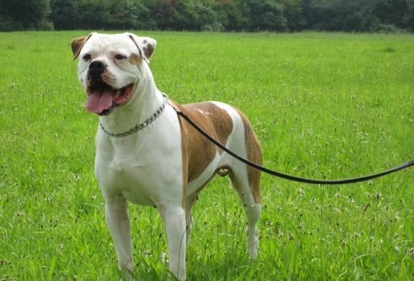 Buldog Amerykański - wygląd i charakter rasy | Petsitters