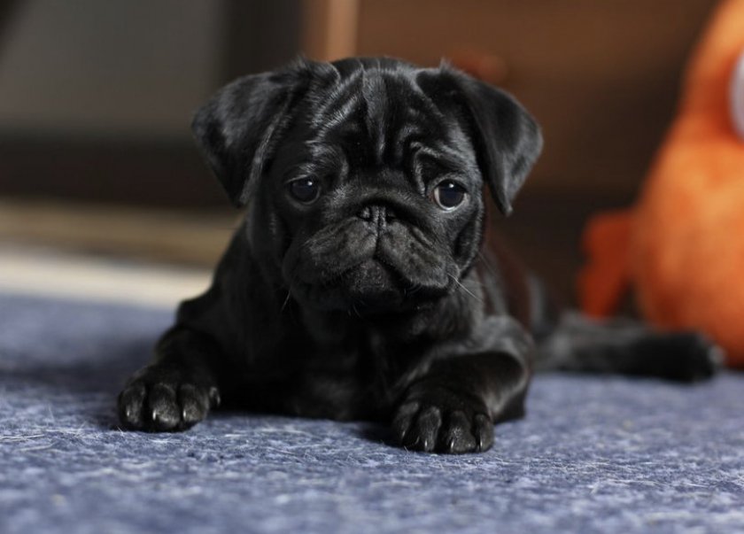 Mops w kolorze - paleta urody i ciekawe fakty o mopsach | Petsitters.pl