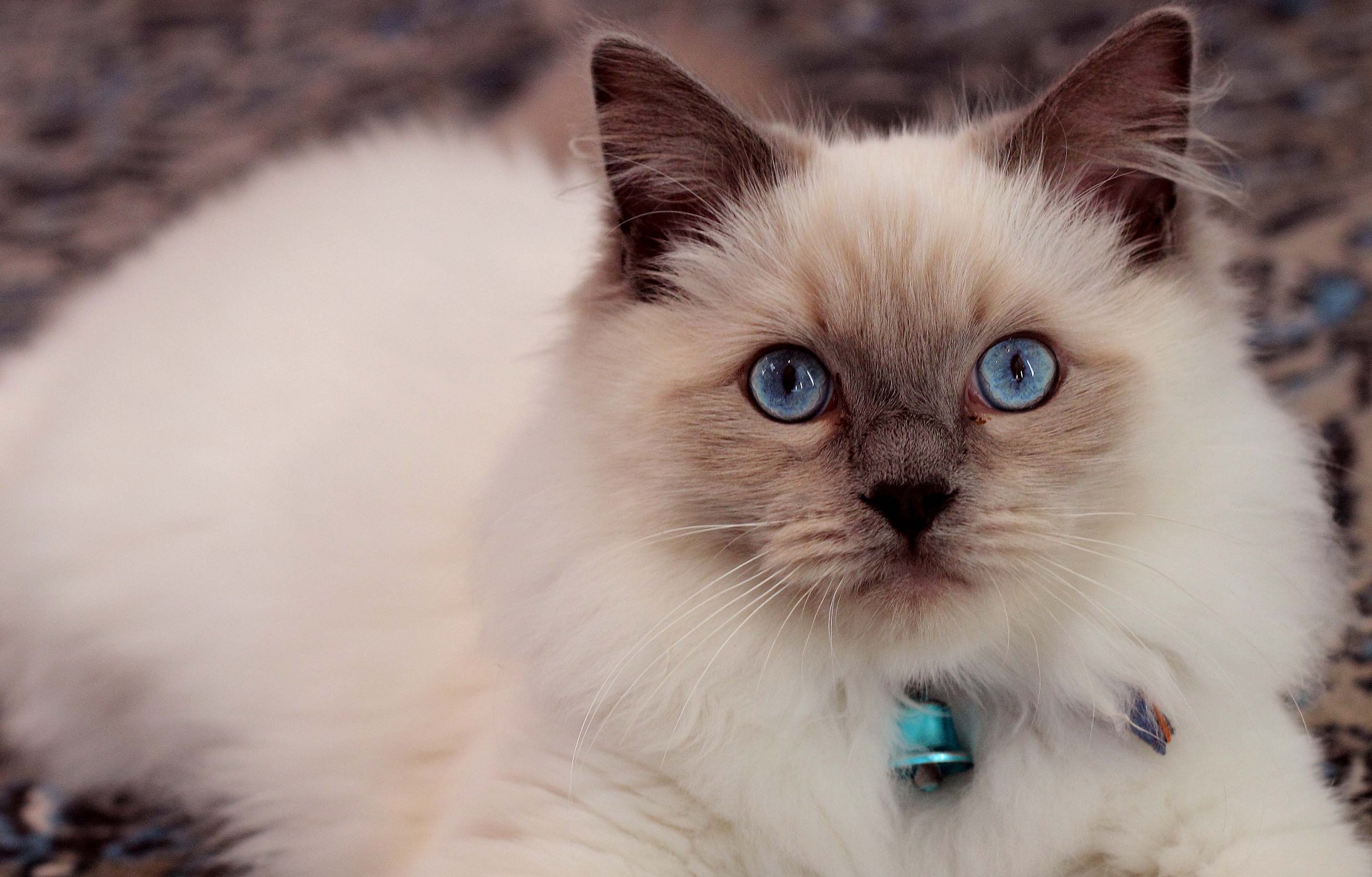 Kot rasy ragdoll: uroczy towarzysz domowy | Petsitters